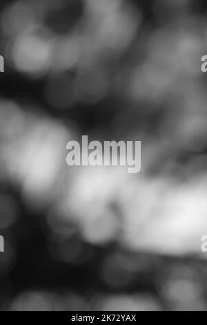 Dreamy shiny lights shimmering thru the leaves on the trees in a black ...