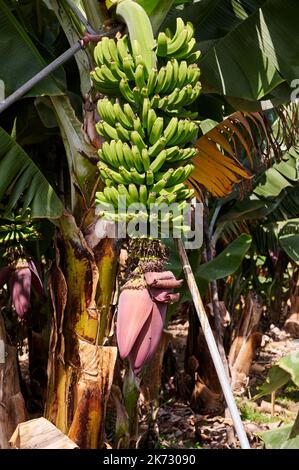 Musa acuminata - Canary banana Stock Photo - Alamy