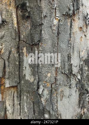 Tree skin texture details pattern old Stock Photo - Alamy