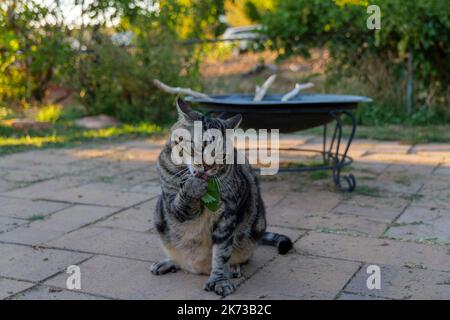 the cat sniffs and licks catnip in the backyard Stock Photo - Alamy