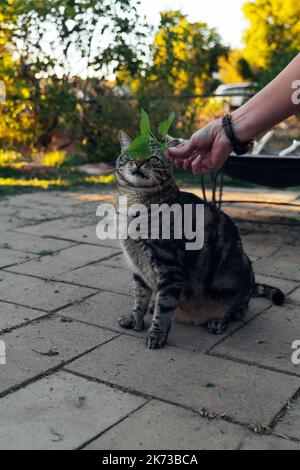 the cat sniffs and licks catnip in the backyard Stock Photo - Alamy