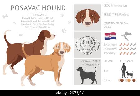 Posavac Hound clipart. All coat colors set. All dog breeds ...