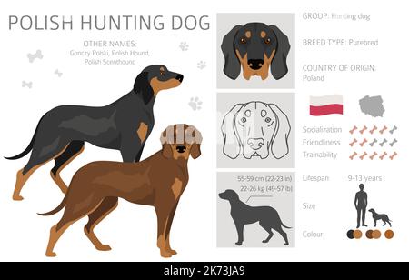 Polish Hunting dog clipart. All coat colors set. All dog breeds ...