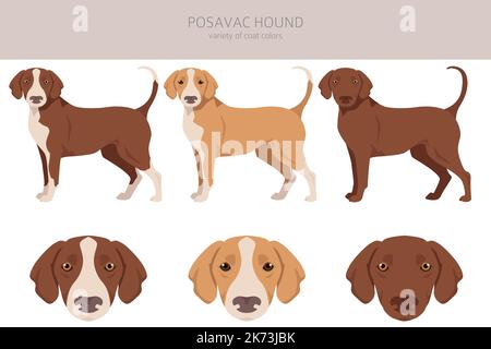 Posavac Hound clipart. All coat colors set. All dog breeds ...