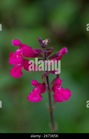 A pink rosebud on blurred background with green leaves Stock Photo - Alamy