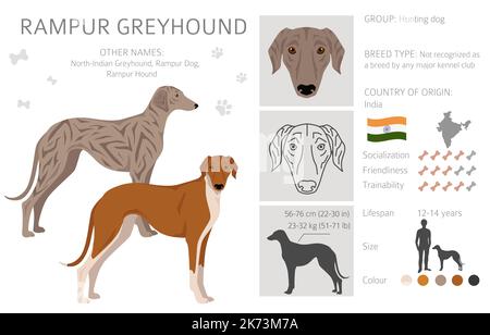 Rampur Greyhound clipart. All coat colors set. All dog breeds ...