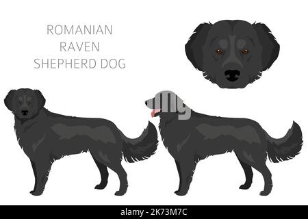Romanian Raven Shepherd dog clipart. All coat colors set. All dog ...