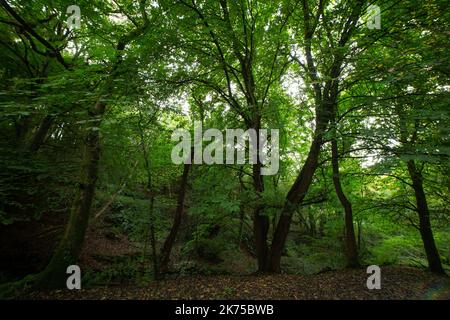 A series of images of the Crumlin Glen, North of Ireland Stock Photo ...