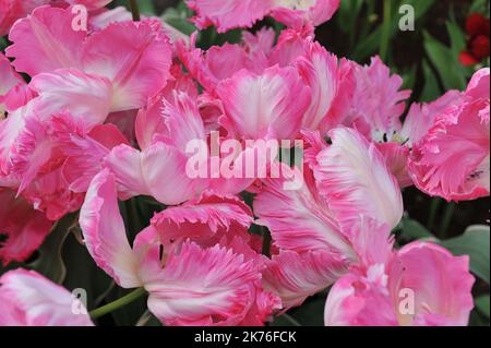 Pink tulips (Tulipa) Silver Parrot with variegated leaves bloom in a ...
