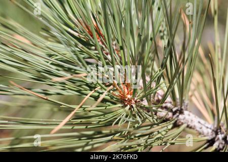 Tan nonresinous ovoid buds with white trichomatic scale fringes of ...