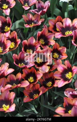 Triumph Tulip 'Slawa' in flower Stock Photo - Alamy
