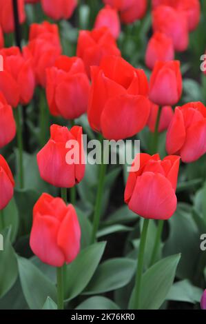 Red Triumph tulips (Tulipa) Spryng Tide bloom in a garden in April ...