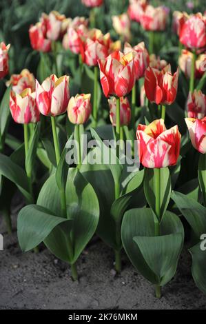White with red flame pattern Triumph tulips (Tulipa) Spryng Rembrandt ...