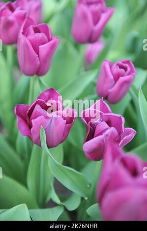Purple Triumph tulips (Tulipa) Stability bloom in a garden in March ...