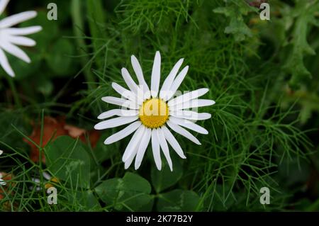 Kastrup/Copenahgen /Denmark/17 October 2022/Daisy flowers in Kastrup ...