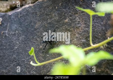 Spotted Lanternfly - Lycorma delicatula Stock Photo - Alamy