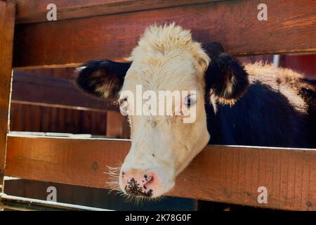 A pygmy cow looking out from its enclosure next to the cow barn at the ...