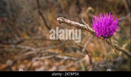 Thistle - Carduus is a genus of plants that belong to the Asteraceae ...