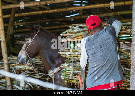 colombian muleteer carrying a load of sugar cane on his mule, along a ...