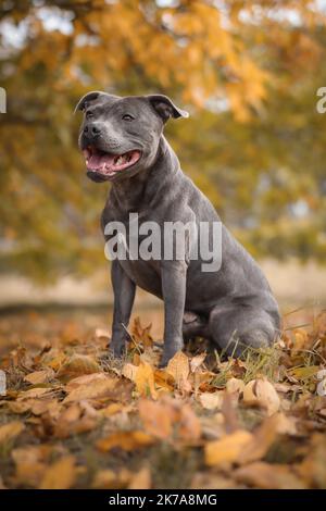 Fall Staff. Bull Terrier Stock Photo - Alamy