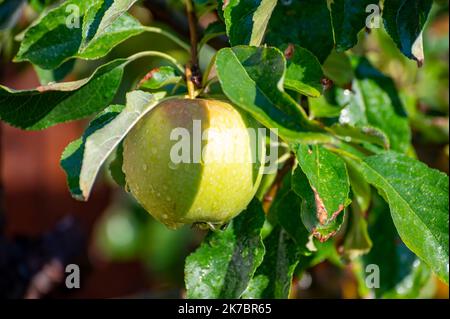 Brunch of apple tree with many apple fruits in orchard close up after ...