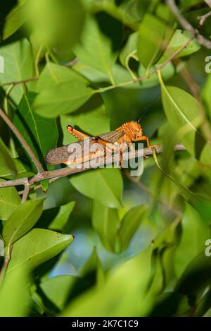 Locust in a tree at tropical jungle Stock Photo - Alamy