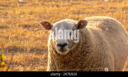Sheep woolen breeds. sheep farm. white Sheep portrait. Farm animals ...