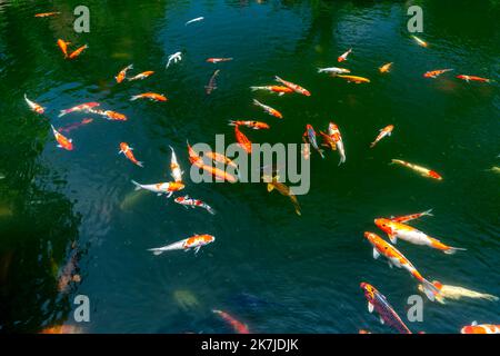 Koi pond in ecological garden. Keeping Koi fish is a hobby and relaxing ...