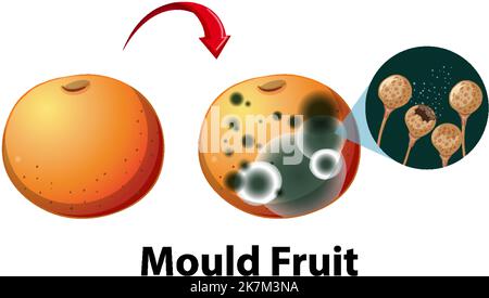 Inedible decomposed apple with mould illustration Stock Vector Image ...