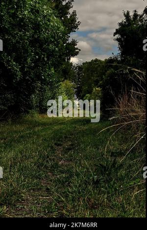 Enclosed path through woods Stock Photo - Alamy