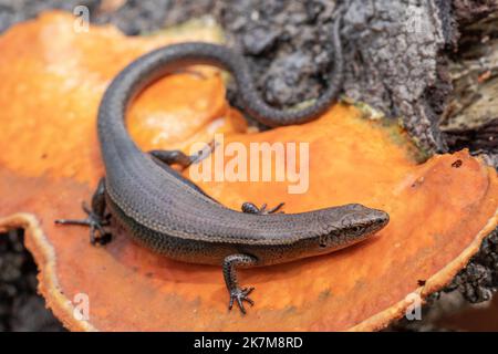 Delicate Grass Skink on red bracket fungi Stock Photo - Alamy