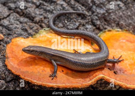 Delicate Grass Skink on red bracket fungi Stock Photo - Alamy