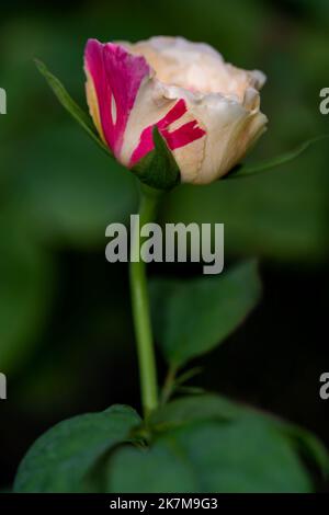 Shape and colors of Fugetsu roses that bloom in Tropical climates Stock ...