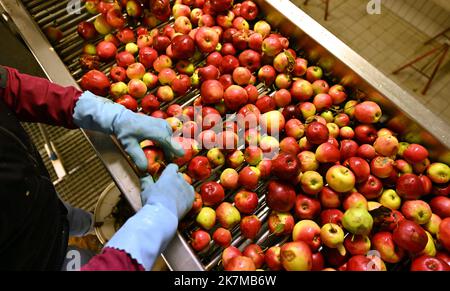 18 October 2022, Thuringia, Gierstädt: Apple juice is bottled at Fahner ...