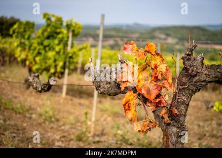 Vineyards producing grapes for wine and cava in the fall in Lleida in ...