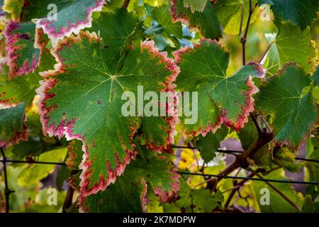 Vineyards producing grapes for wine and cava in the fall in Lleida in ...