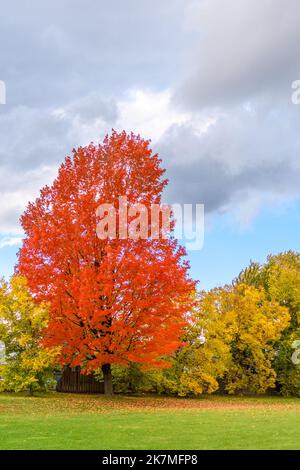 Autumn colors in a Toronto public park. Terraview Park in fall season ...
