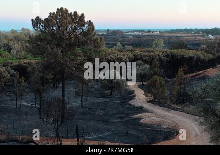 Aftermath of the wildfire of July 2022 in Ludo, Ria Formosa Natural ...