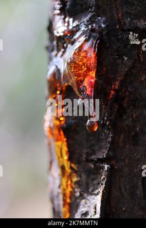 resin seeping from the trunk of the tree Stock Photo - Alamy