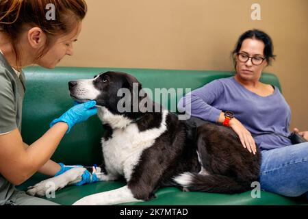 Close-up of male veterinarian giving injection of medication to dog in ...