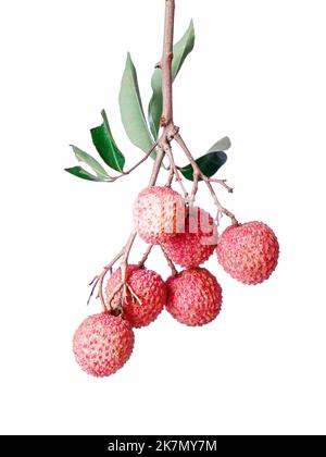 A vertical closeup of red China 3 lychee on tree braches with white ...
