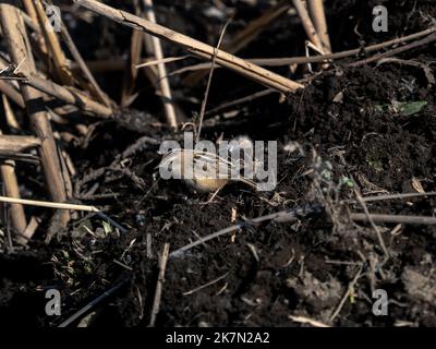 A streaked fantail warbler bird on the ground alongside a pond in ...
