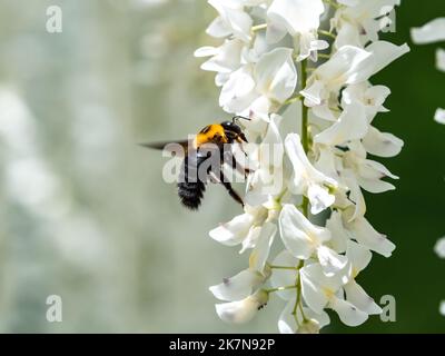 A selective shot of Japanese Carpenter Bee (Xylocopa appendiculata ...