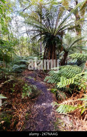 Halls Falls in Pyengana Tasmania Australia Stock Photo - Alamy