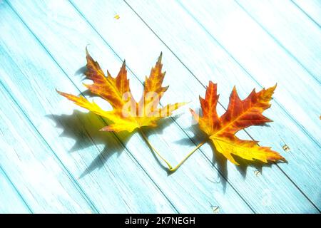 Two yellow-red maple leaves on a blue wooden surface Stock Photo - Alamy
