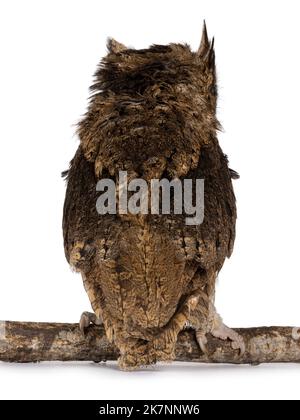 Little owl with brown feathers sitting on green grass and looking at ...