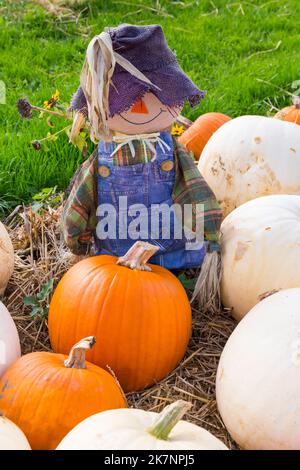 Pumpkin Time at Sunnyfields Farm in Totton, Hampshire UK in October as ...