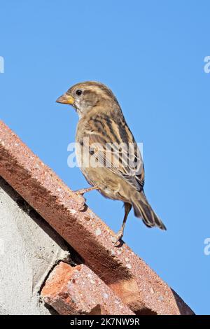 Immature House Sparrow (Passer domesticus) on Lesvos, Greece. Perched ...