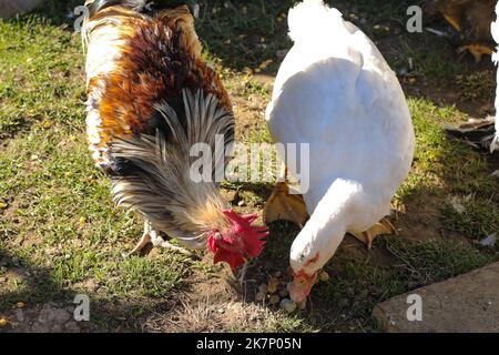 Ducks are seen in "Kokingrad" in Karanac village near Osijek, Croatia ...