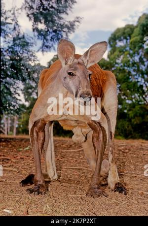 The red kangaroo (Osphranter rufus[5]) is the largest of all kangaroos ...